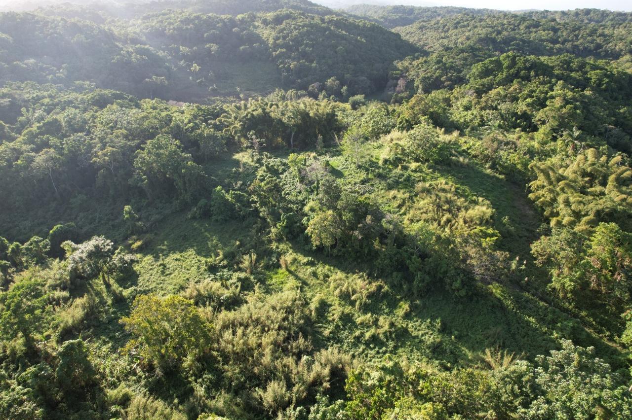 12-Acre Residential Development Land for Sale in Southfield Estate, Jamaica