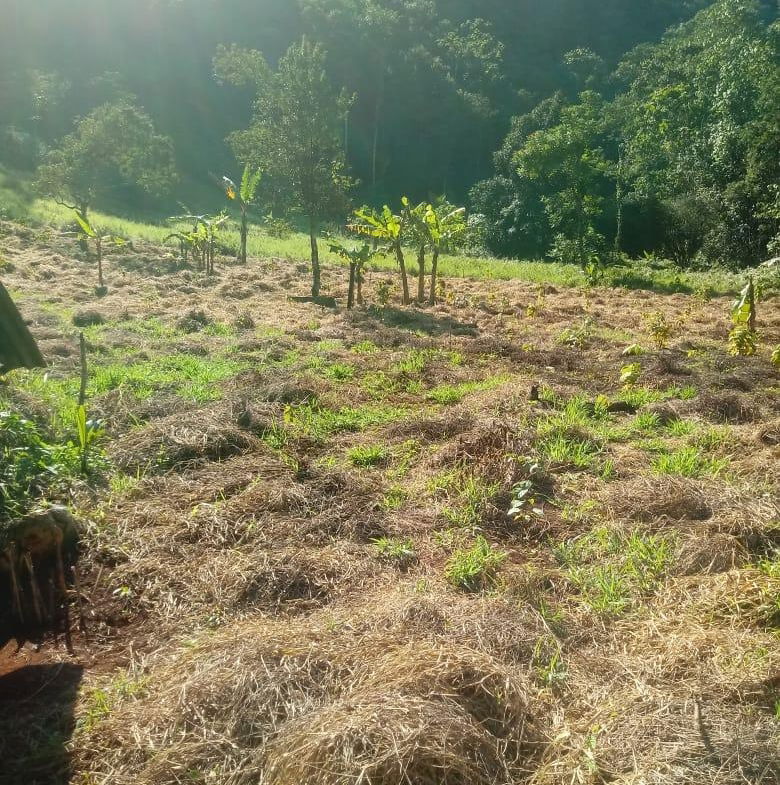 3,000 Acres of Fertile Agricultural Land for Lease in Trelawny, Jamaica