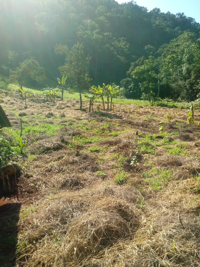 3,000 Acres of Fertile Agricultural Land for Lease in Trelawny, Jamaica