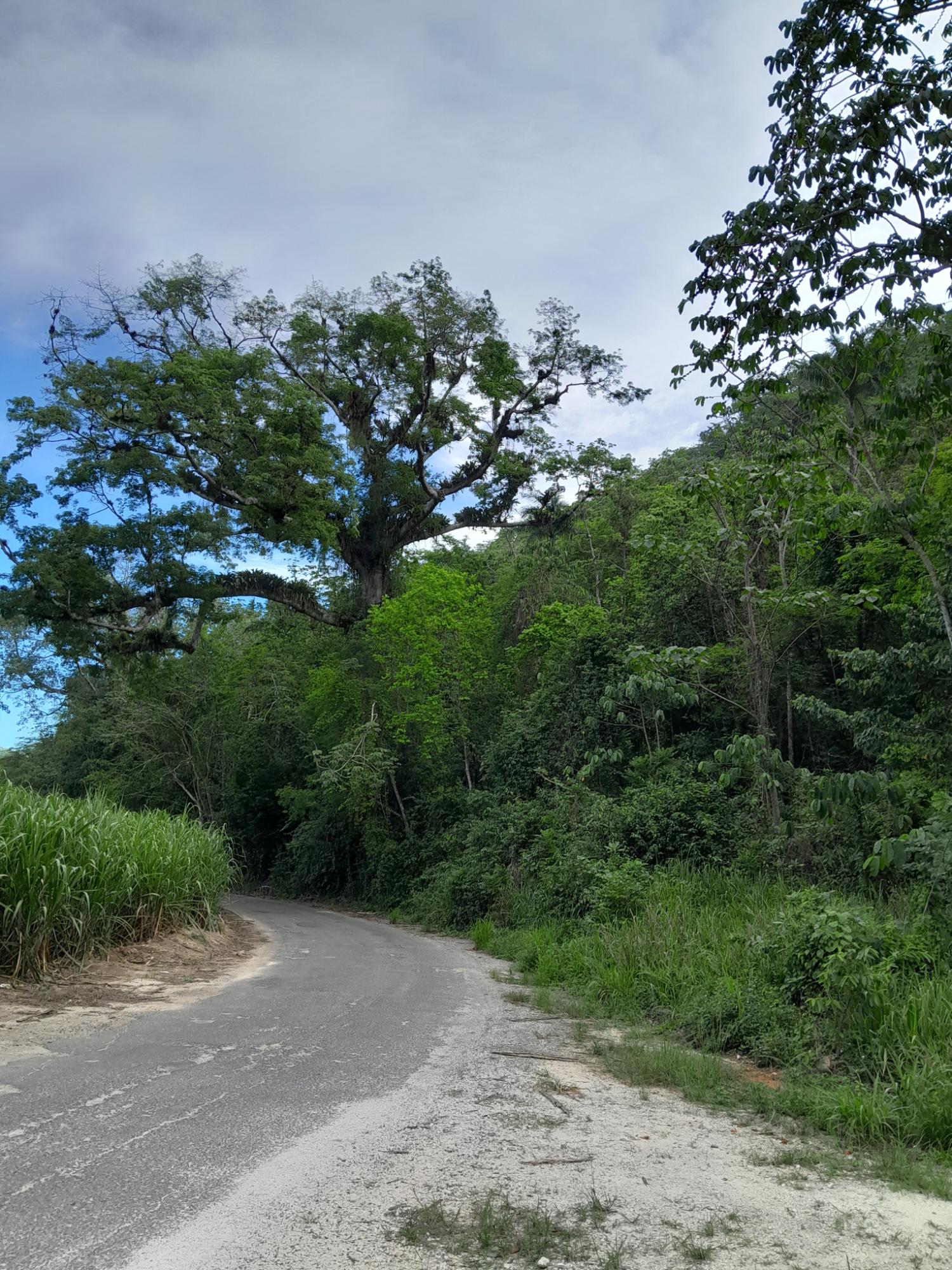 326 Acre Development Land for Sale in Bog Walk, Jamaica
