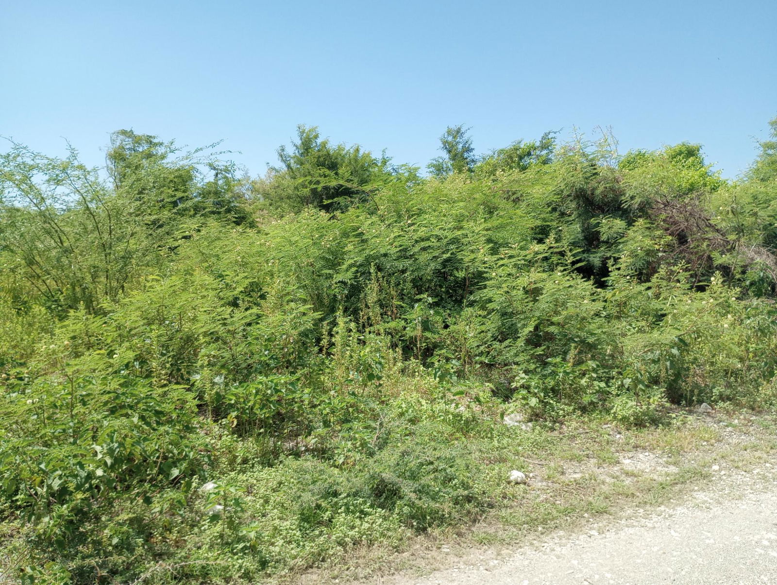 Build Your Dream Home in Albion Estate, St. Thomas, Jamaica