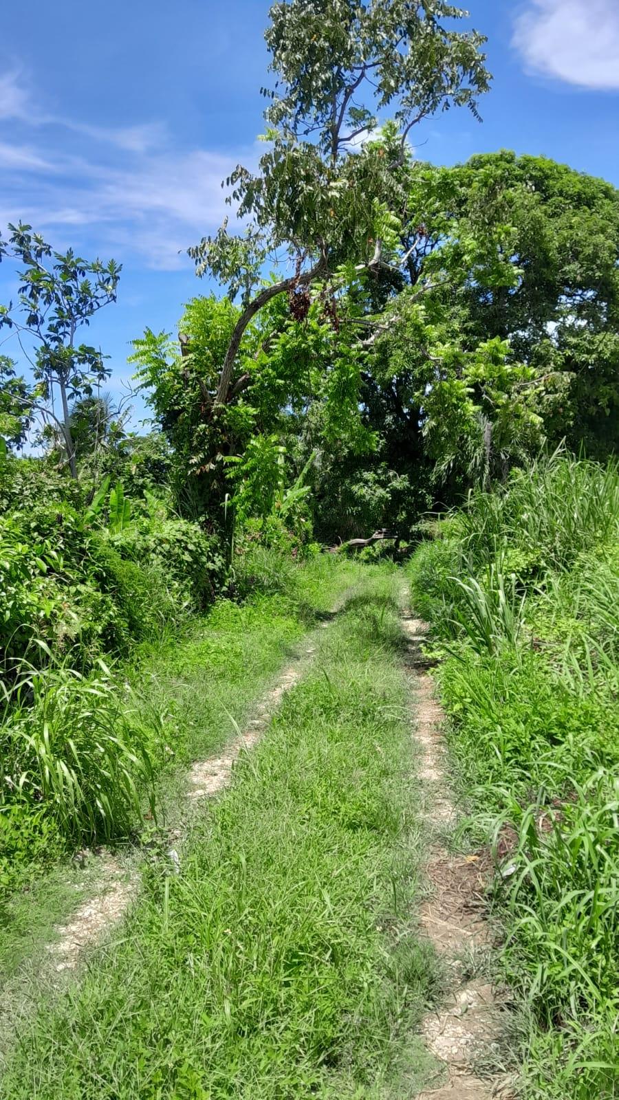 Prime Beachfront Land for Sale in Hopewell, Hanover, Jamaica