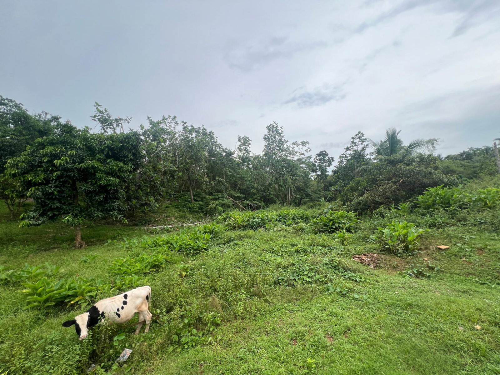 Mixed-Use Lots for Sale in Rose Hall, Linstead - 1.48 Acres