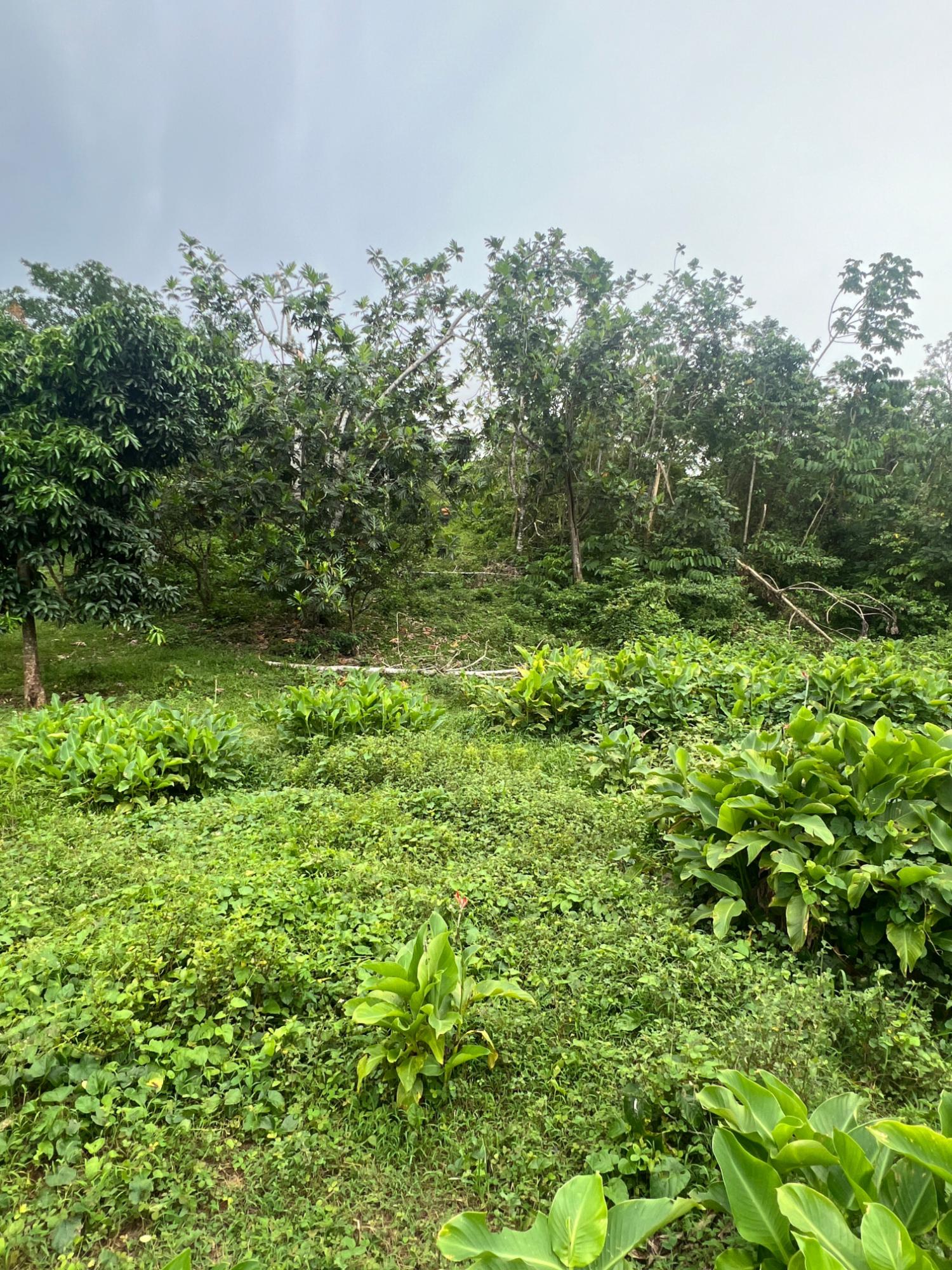 Mixed-Use Lots for Sale in Rose Hall, Linstead - 1.48 Acres