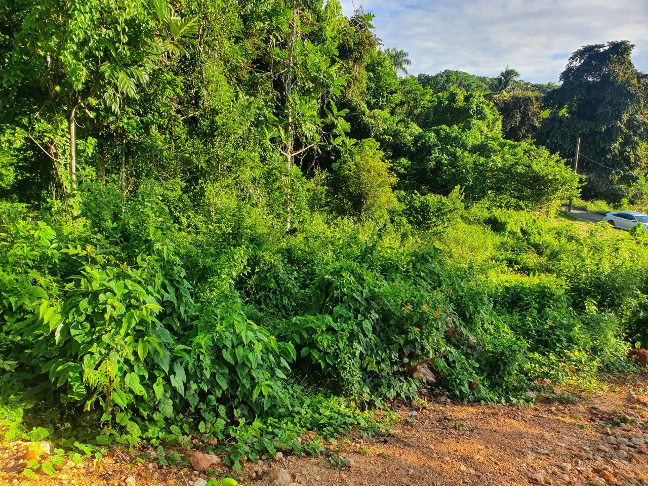 Residential Lot for Sale in Macca Tree, St. Catherine - Perfect for ...