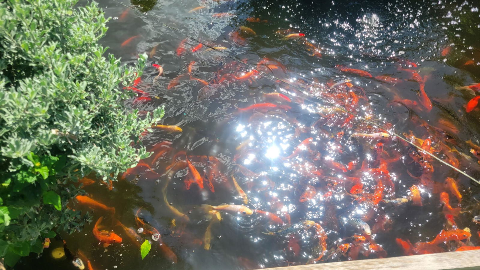 Luxury Beachfront Villa for Sale in Parottee, Jamaica | Pelican Villa