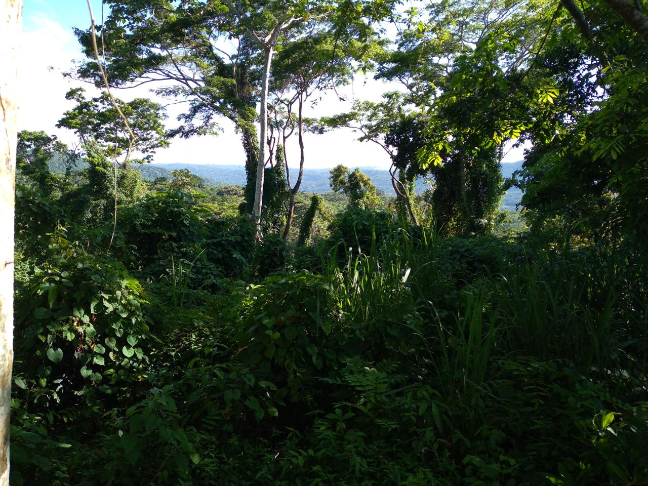 Prime Development Land for Sale in Mango Valley, Jamaica