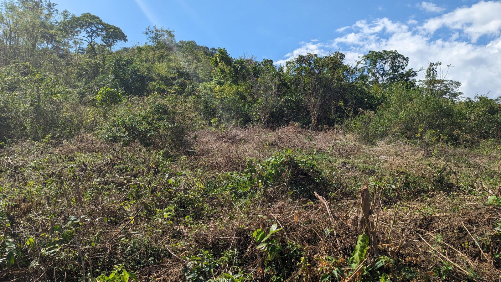 Residential Lot for Sale in St. Elizabeth, Jamaica - 36 Whitehall