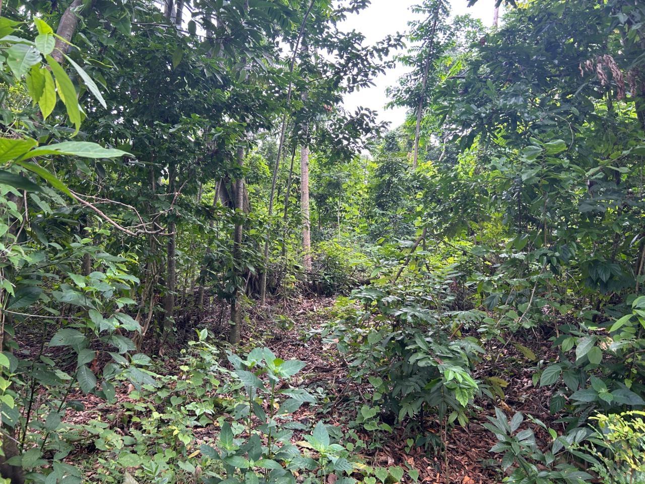 Development Land for Sale in Kildare, Buff Bay, Portland, Jamaica