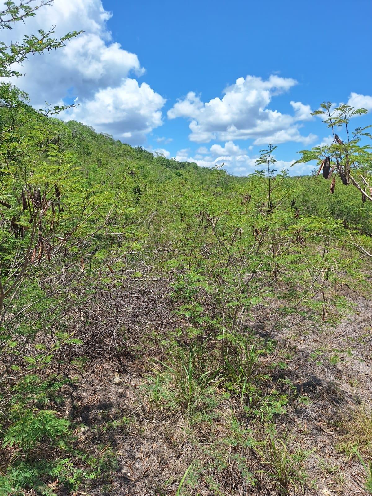 Prime Residential Lot for Sale in Twin Palms Estate, Clarendon, Jamaica