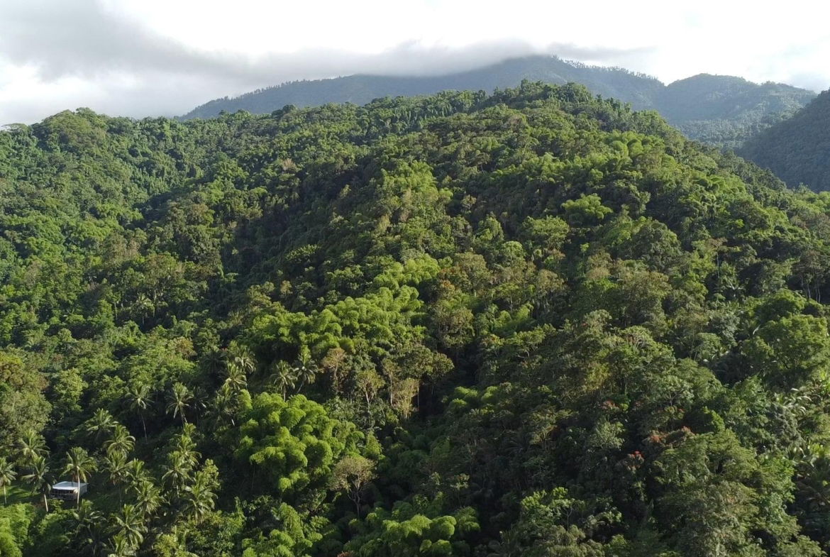 40-Acre Tropical Hillside Land for Sale in Swift River, Portland, Jamaica