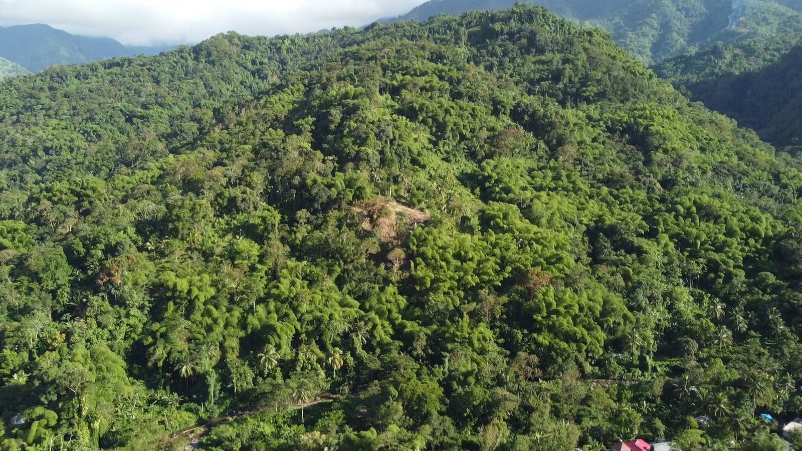 40-Acre Tropical Hillside Land for Sale in Swift River, Portland, Jamaica