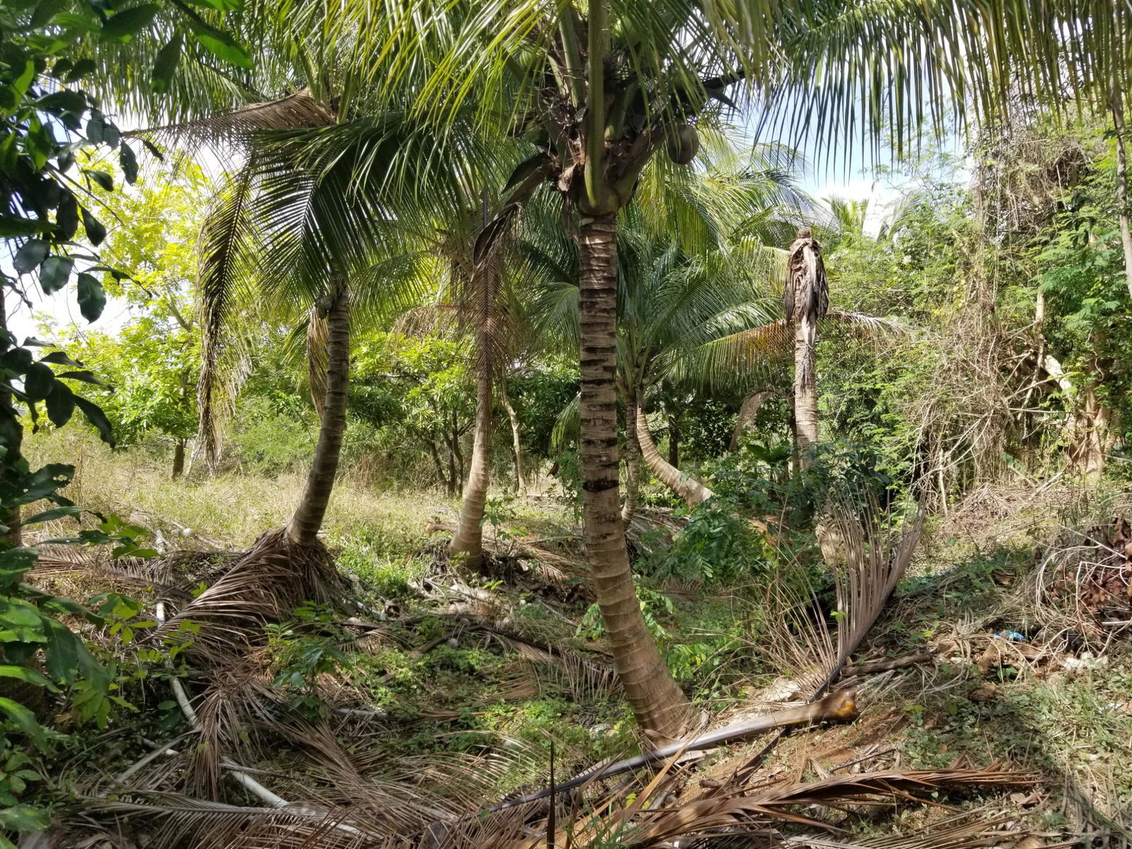 Development Land for Sale at Colbeck Pen, Old Harbour, St. Catherine ...
