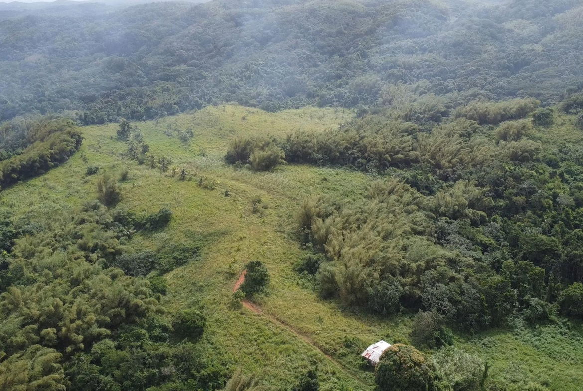 50 Acres Development Land for Sale in Pear Tree River, St. Thomas, Jamaica