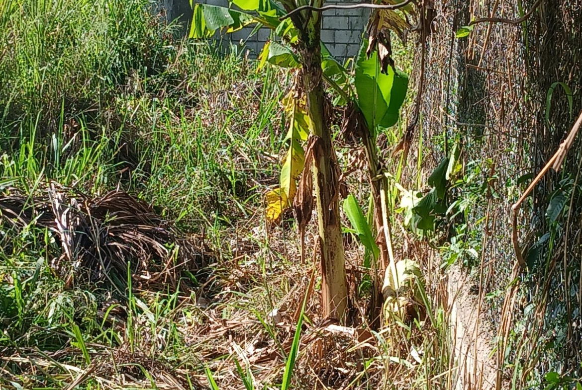 Residential Lot for Sale in Red Hills, St. Andrew, Jamaica | Prime ...